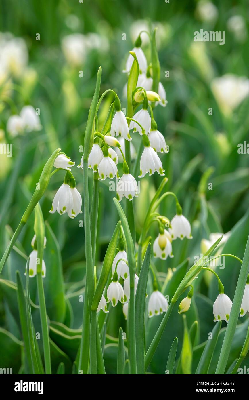 Summer Snowflake flowers, USA Stock Photo - Alamy