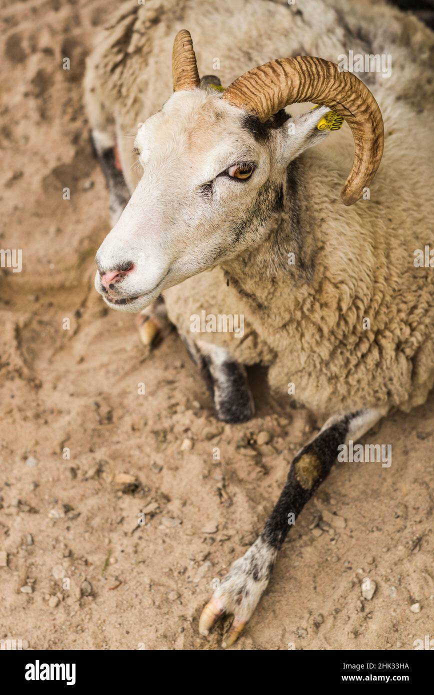 Goat sweden hi-res stock photography and images - Alamy