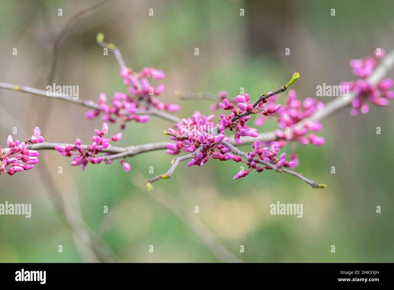 Branch of Eastern Redbud, USA Stock Photo - Alamy