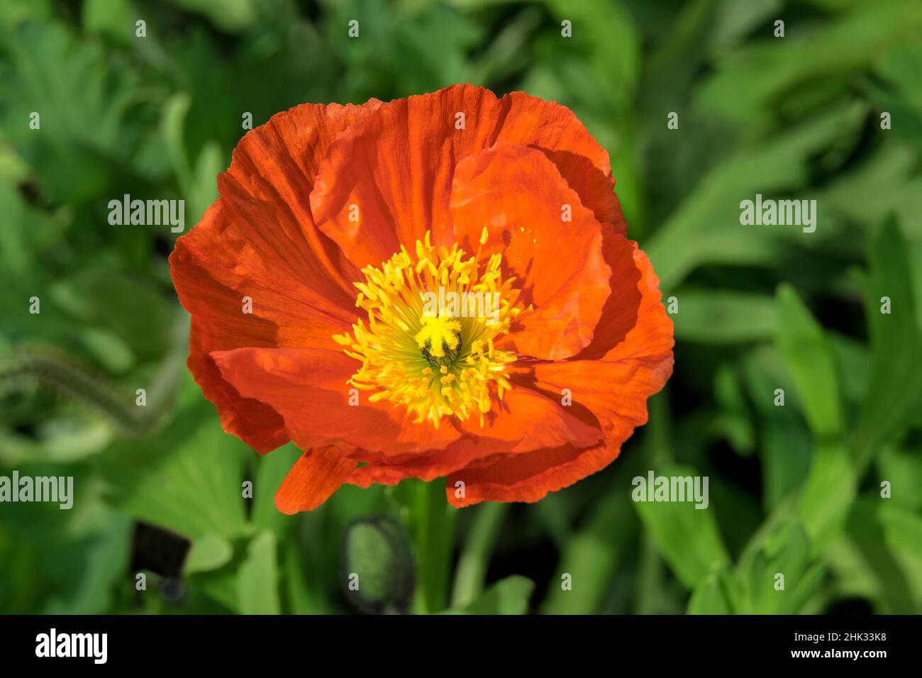 Poppy flower, USA Stock Photo - Alamy