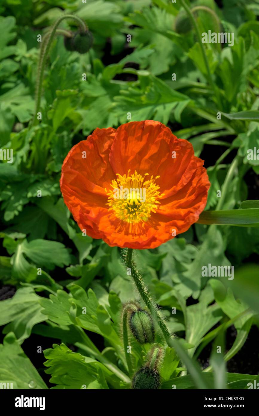 Poppy flower, USA Stock Photo - Alamy