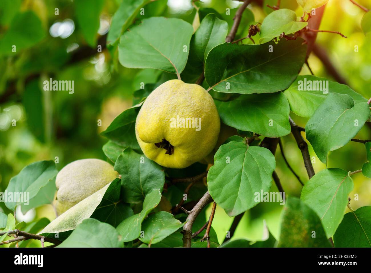 Quince fruits grow on quince tree with green foliage in autumn garden ...