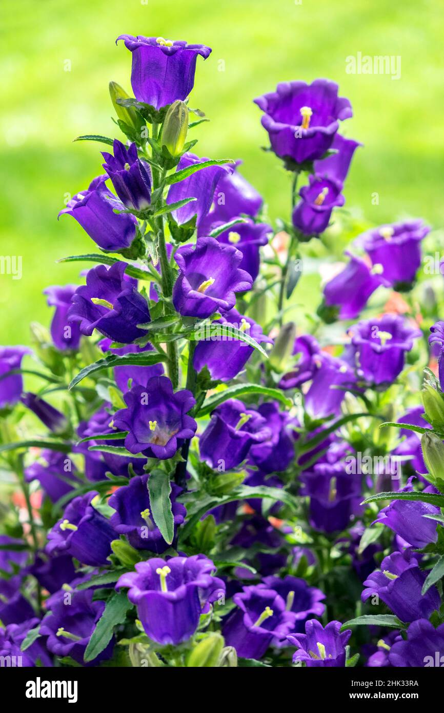 Campanula, Canterbury-Bells, USA Stock Photo - Alamy