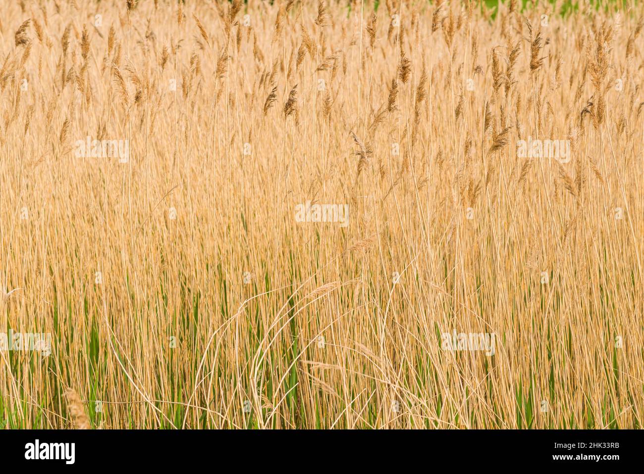 Salto island hi-res stock photography and images - Alamy