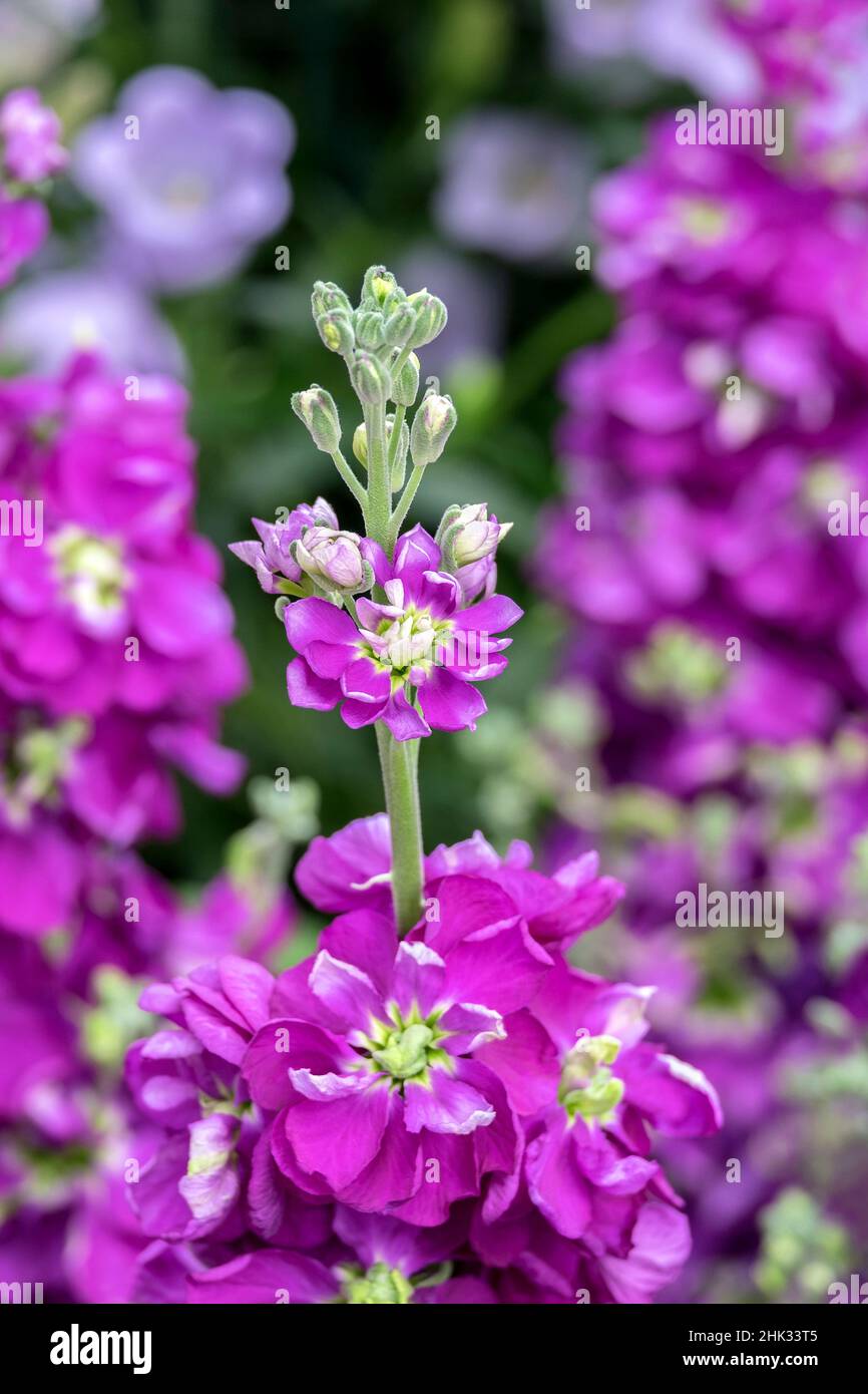 Tenweeks stock hi-res stock photography and images - Alamy