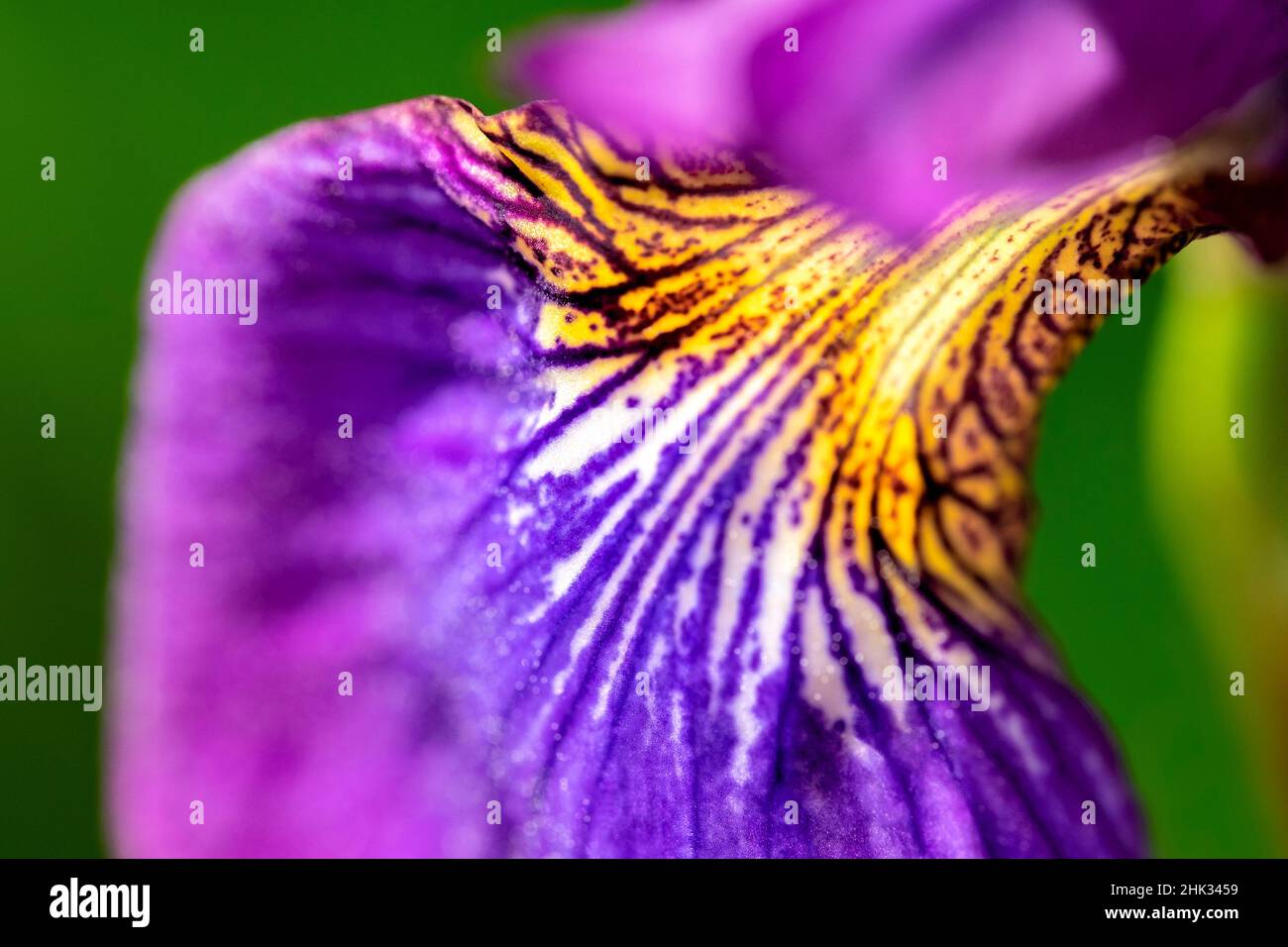 Siberian Iris, USA Stock Photo - Alamy