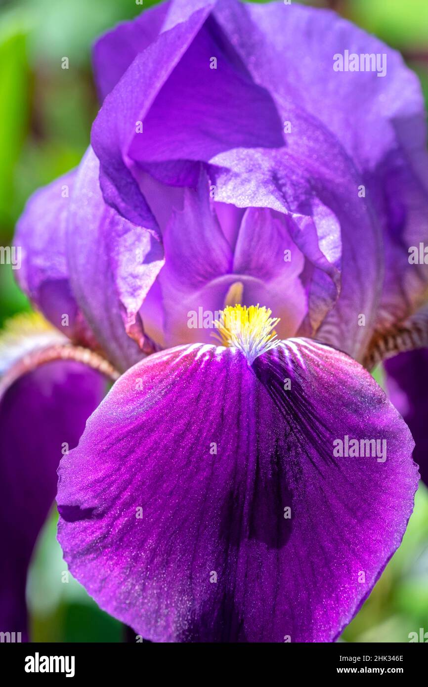 Bearded Iris, USA Stock Photo - Alamy