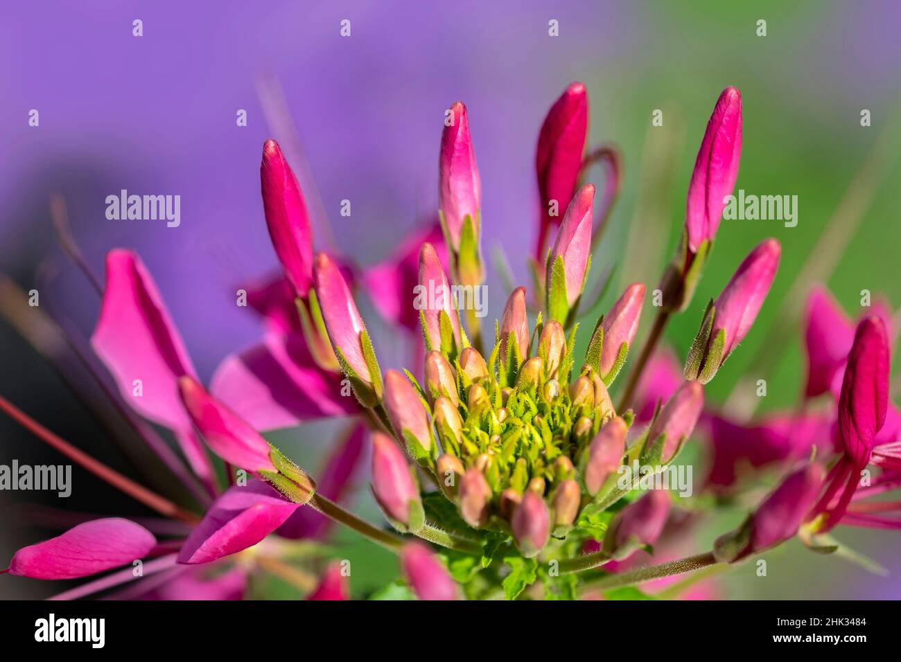 Pink Cleome flower, USA Stock Photo - Alamy