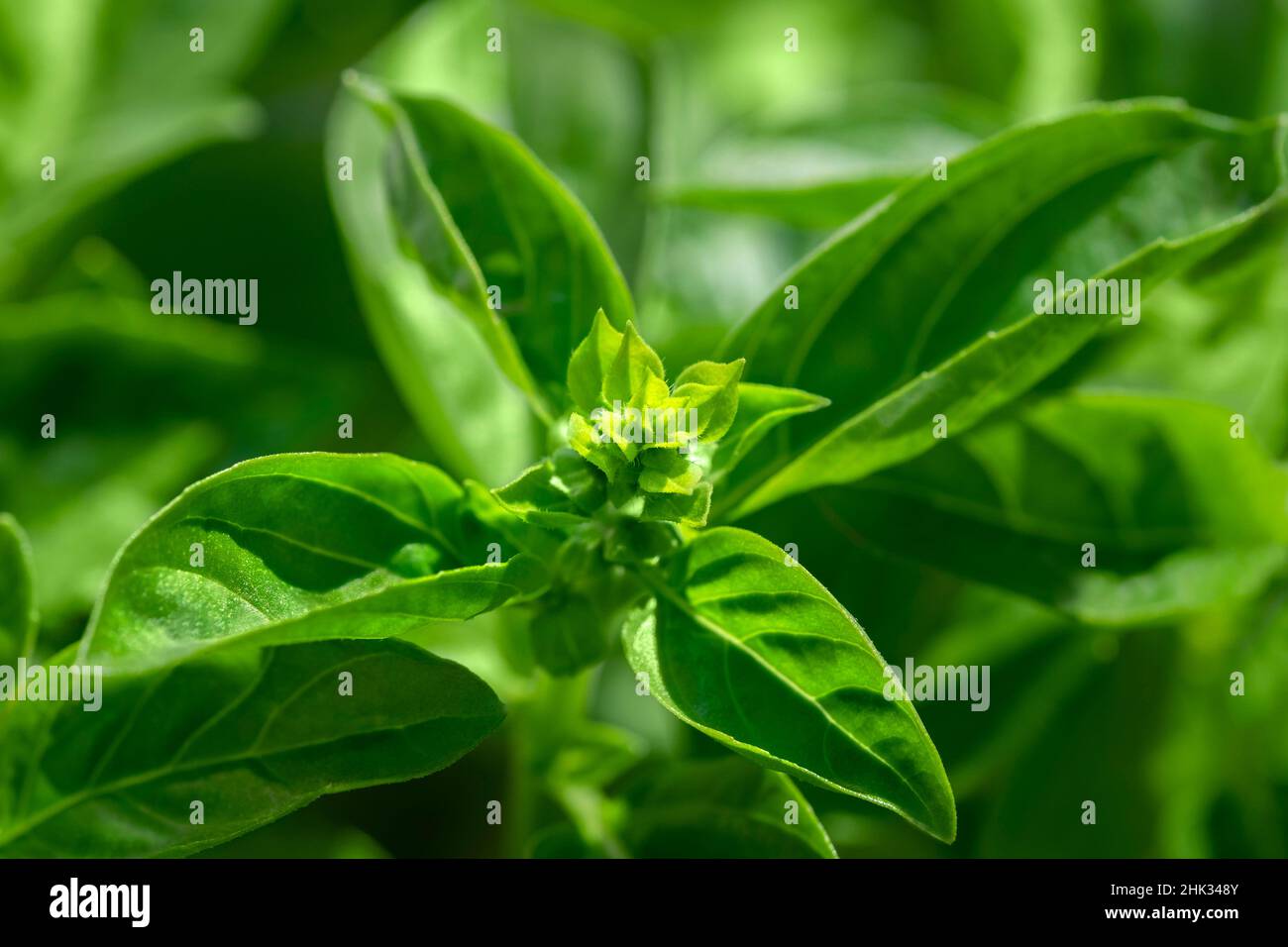 Fresh basil plant, USA Stock Photo - Alamy