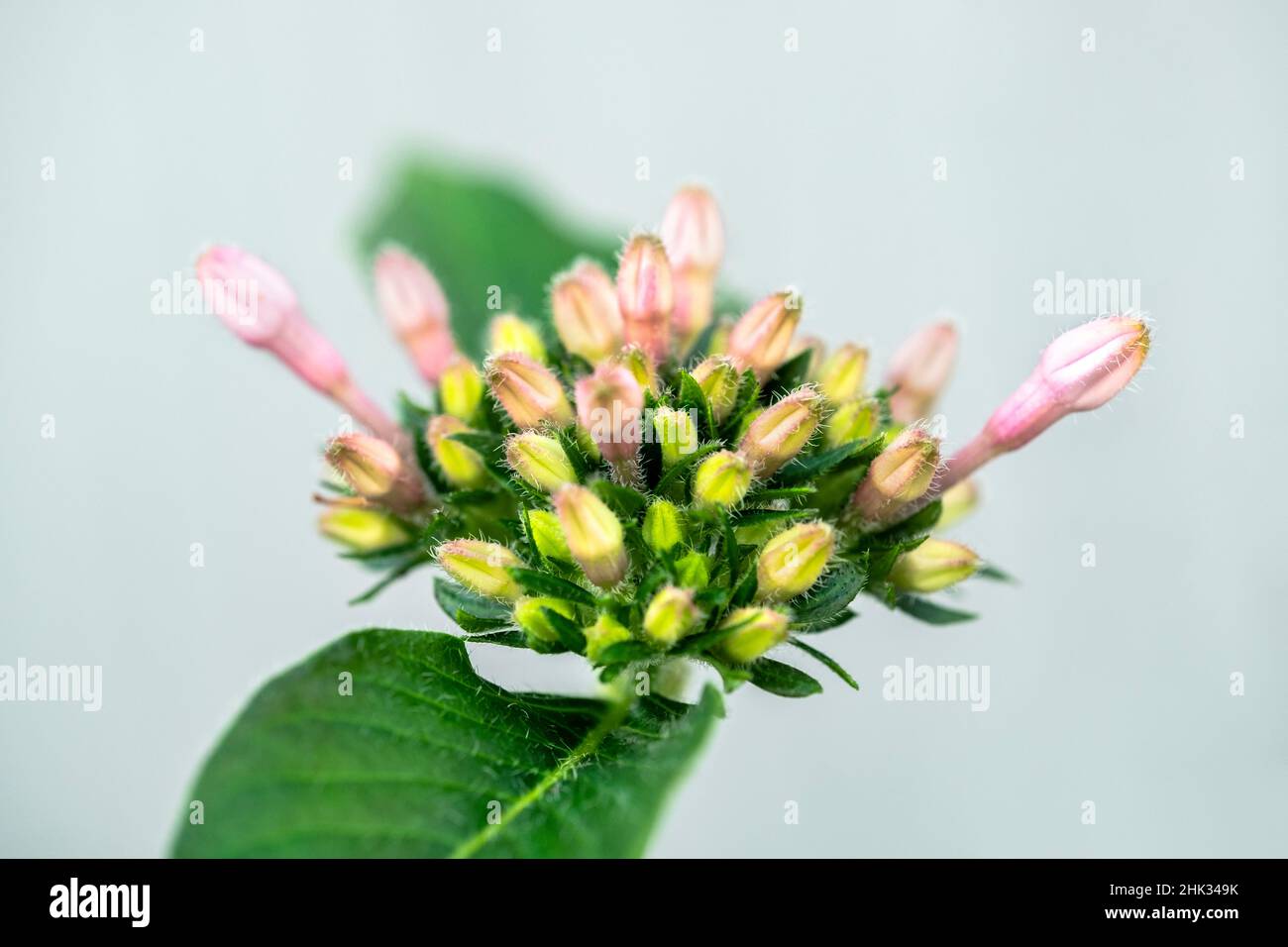 Egyptian starflower hi-res stock photography and images - Alamy