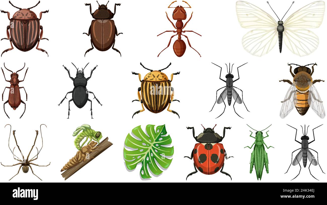 Different insects collection isolated on white background illustration ...