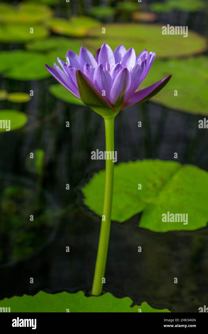 Blue Cape Water lily Stock Photo - Alamy Blue Cape Water lily Stock Photo - Alamy