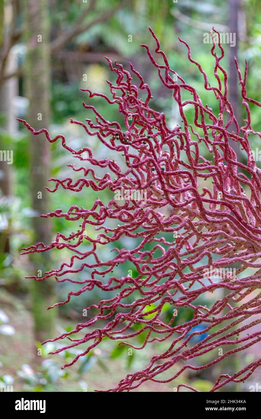 Tree like coral hi-res stock photography and images - Alamy