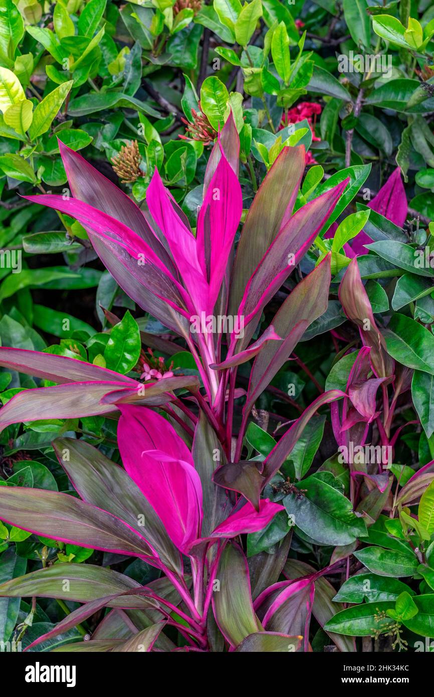 Cordyline fruticosa, Ti plant Stock Photo - Alamy