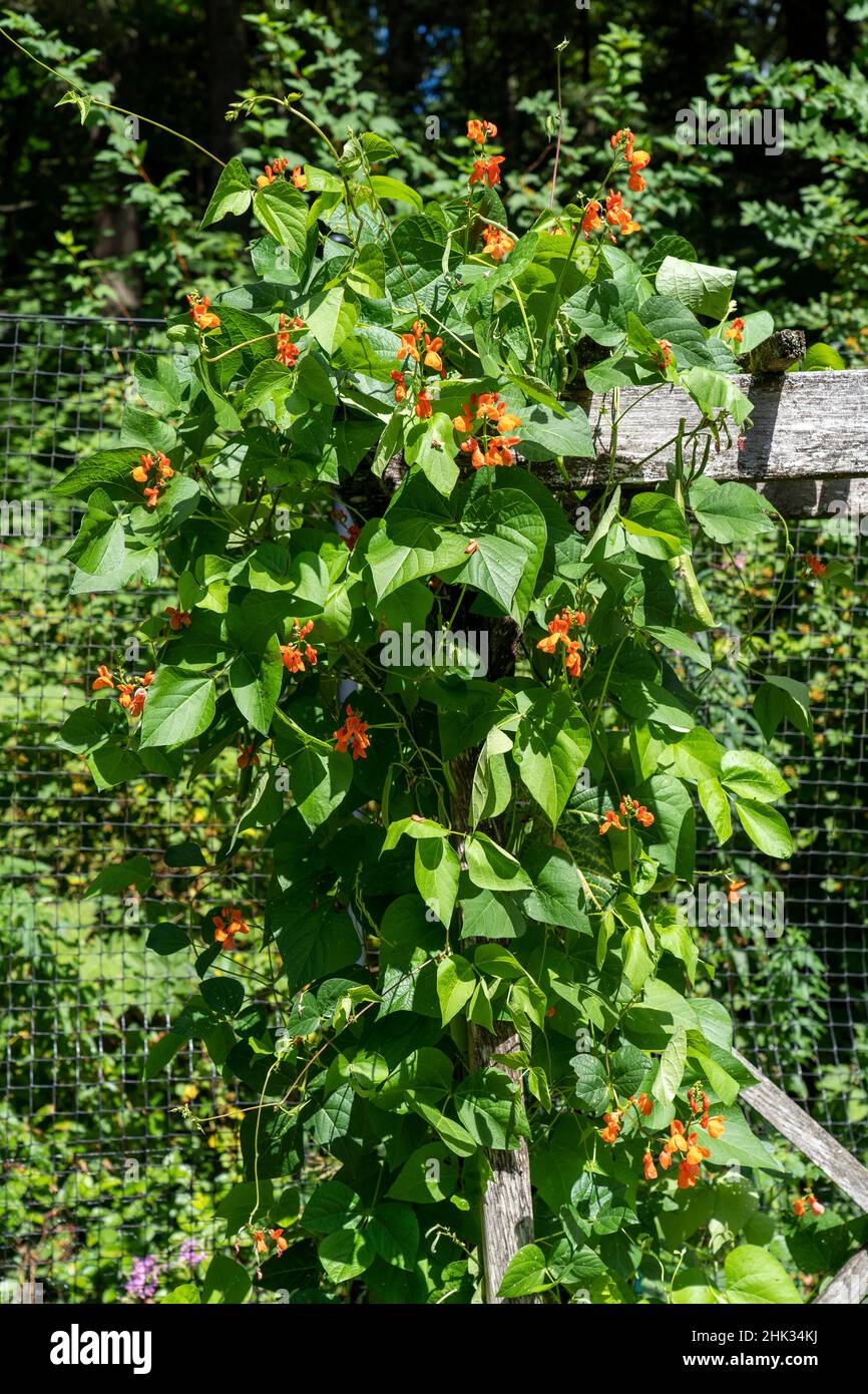 Scarlet Runner beans growing on a trellis Stock Photo - Alamy