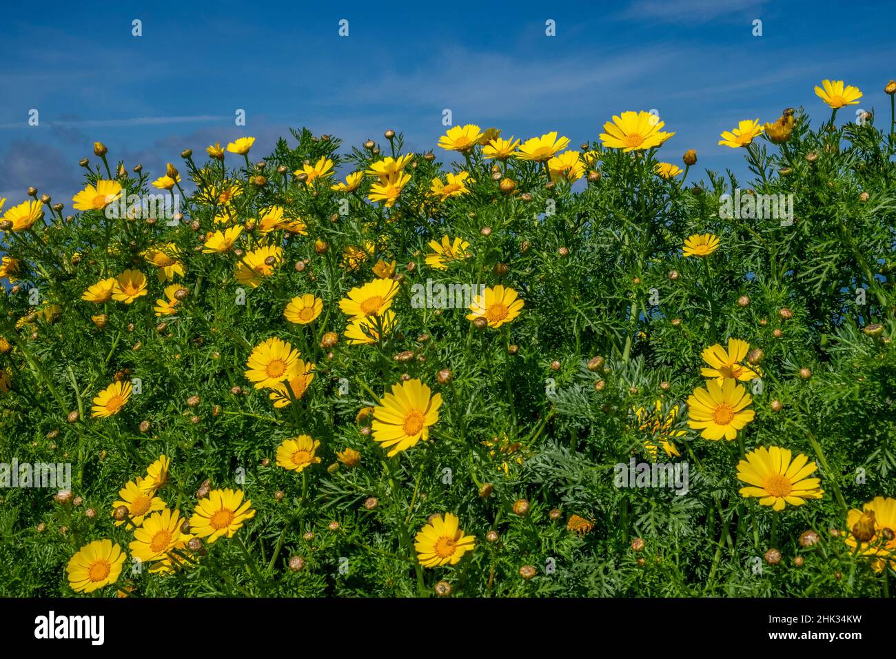 Marigold crown hi-res stock photography and images - Alamy