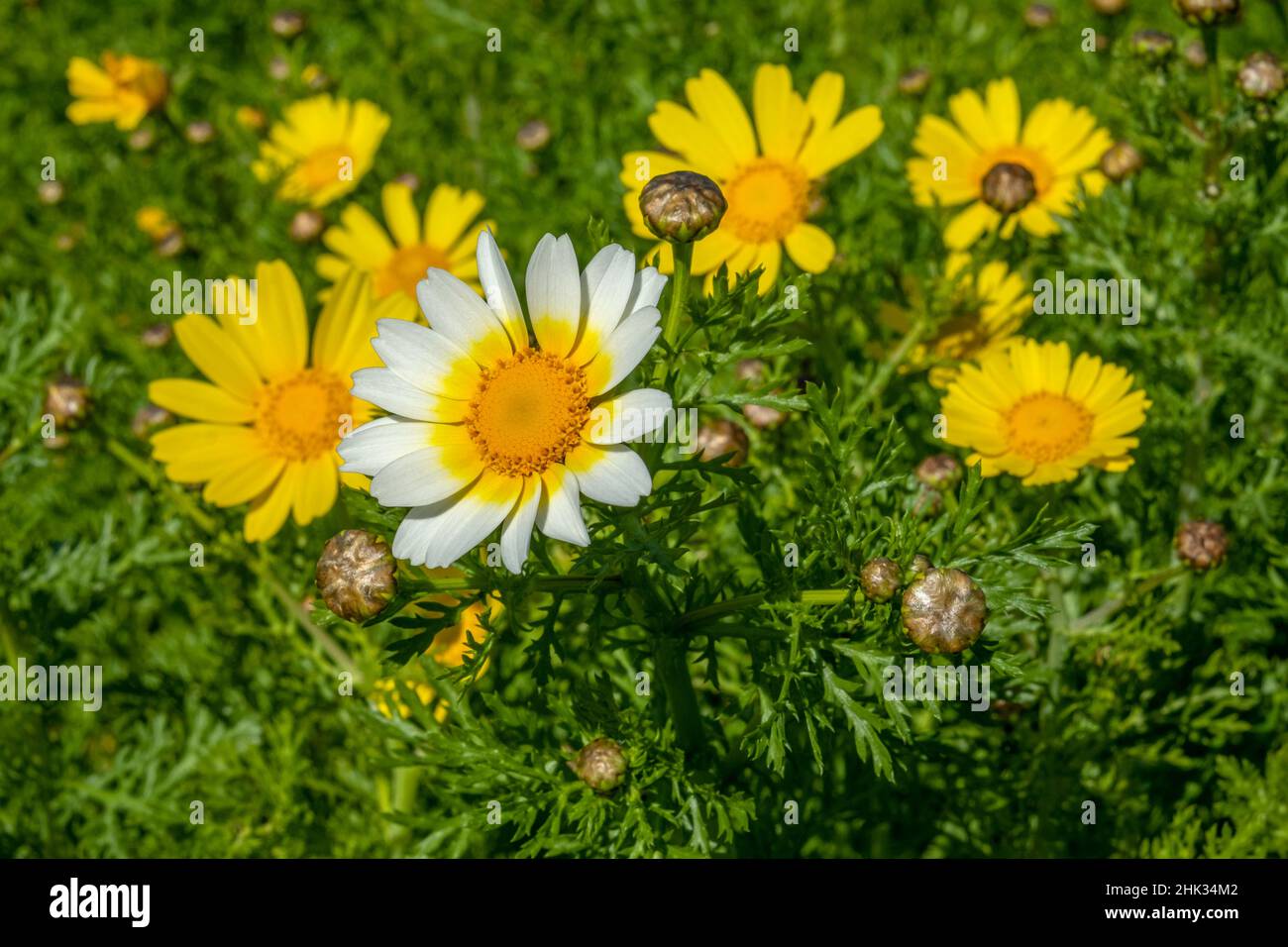Crown daisy garland chrysanthemum hi-res stock photography and images ...
