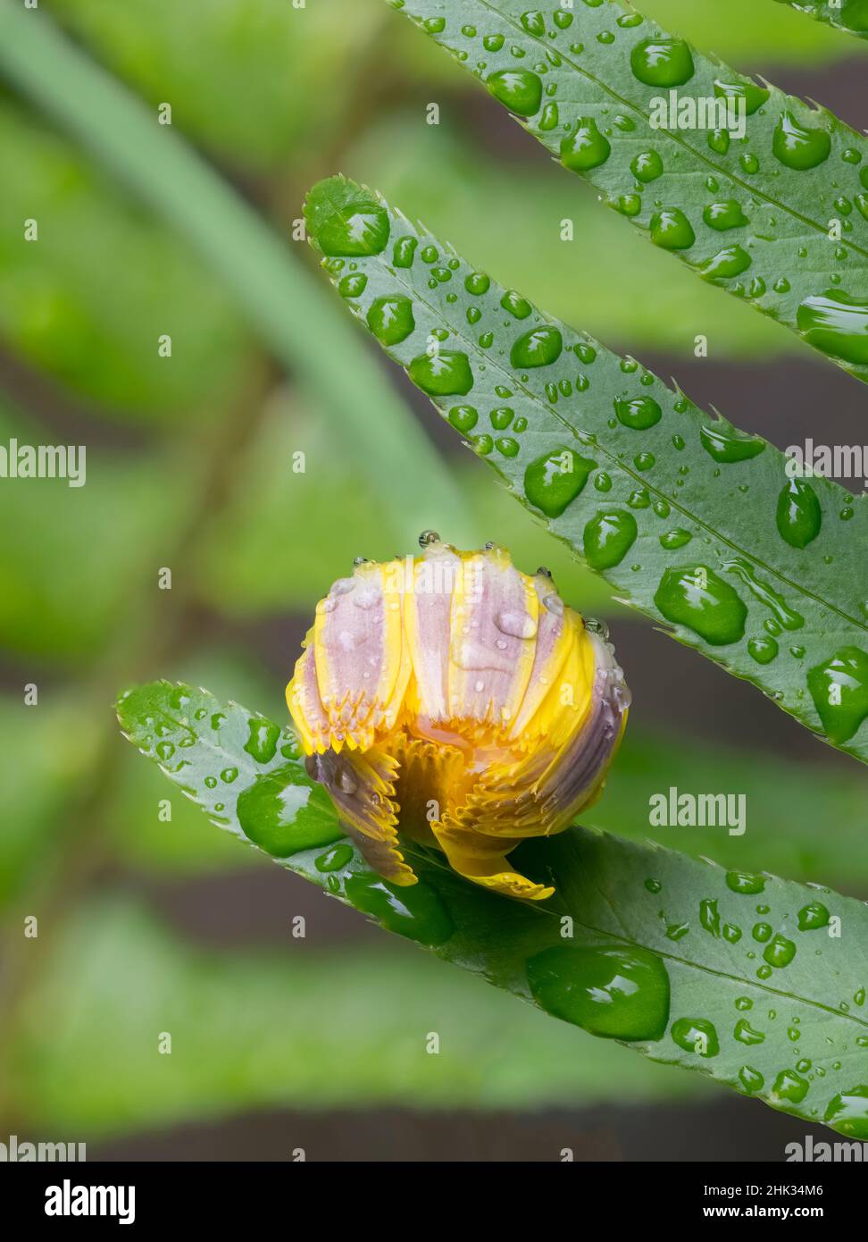 Cats ear flower hi-res stock photography and images - Alamy