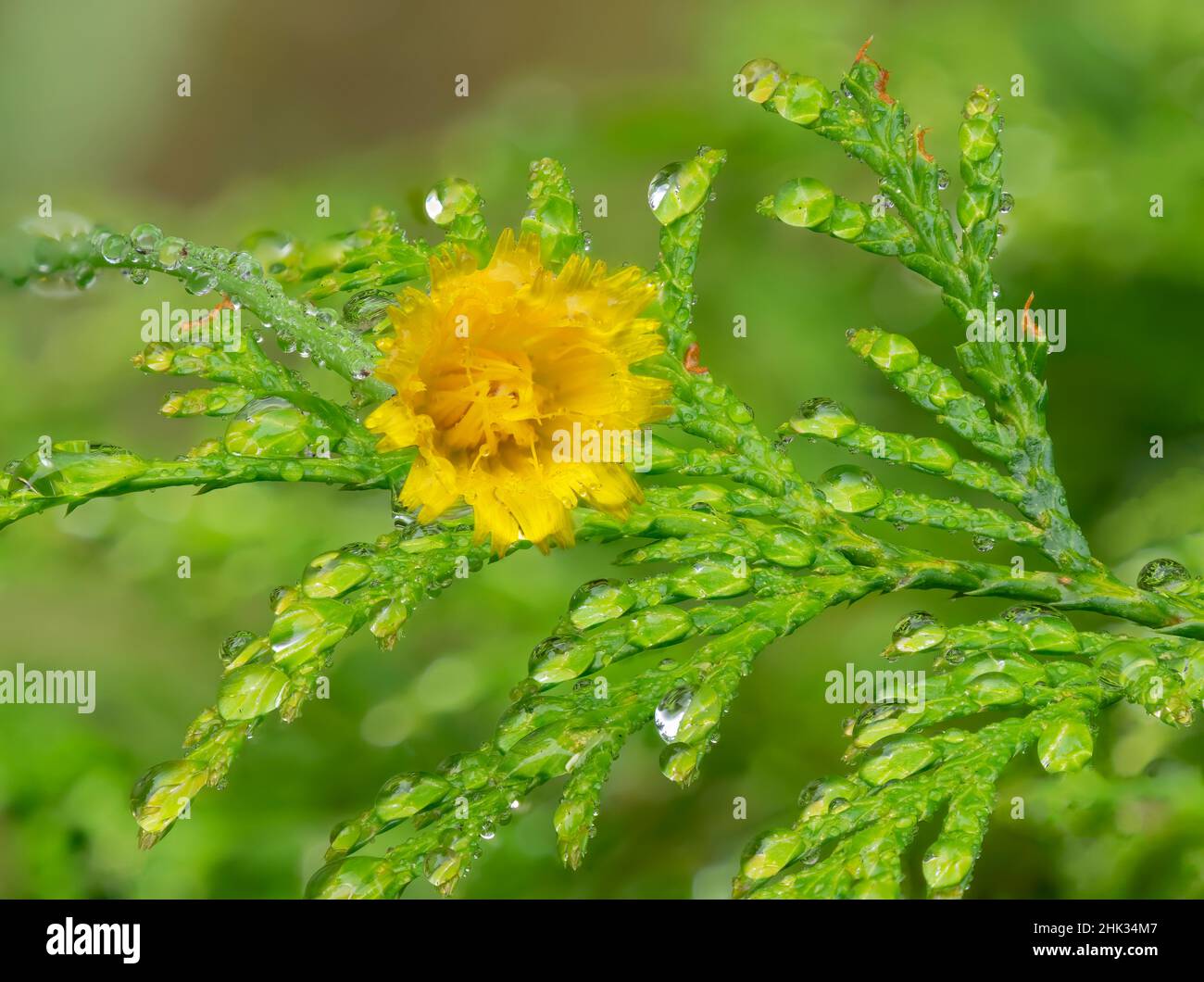 Cats ear wild flower hi-res stock photography and images - Alamy