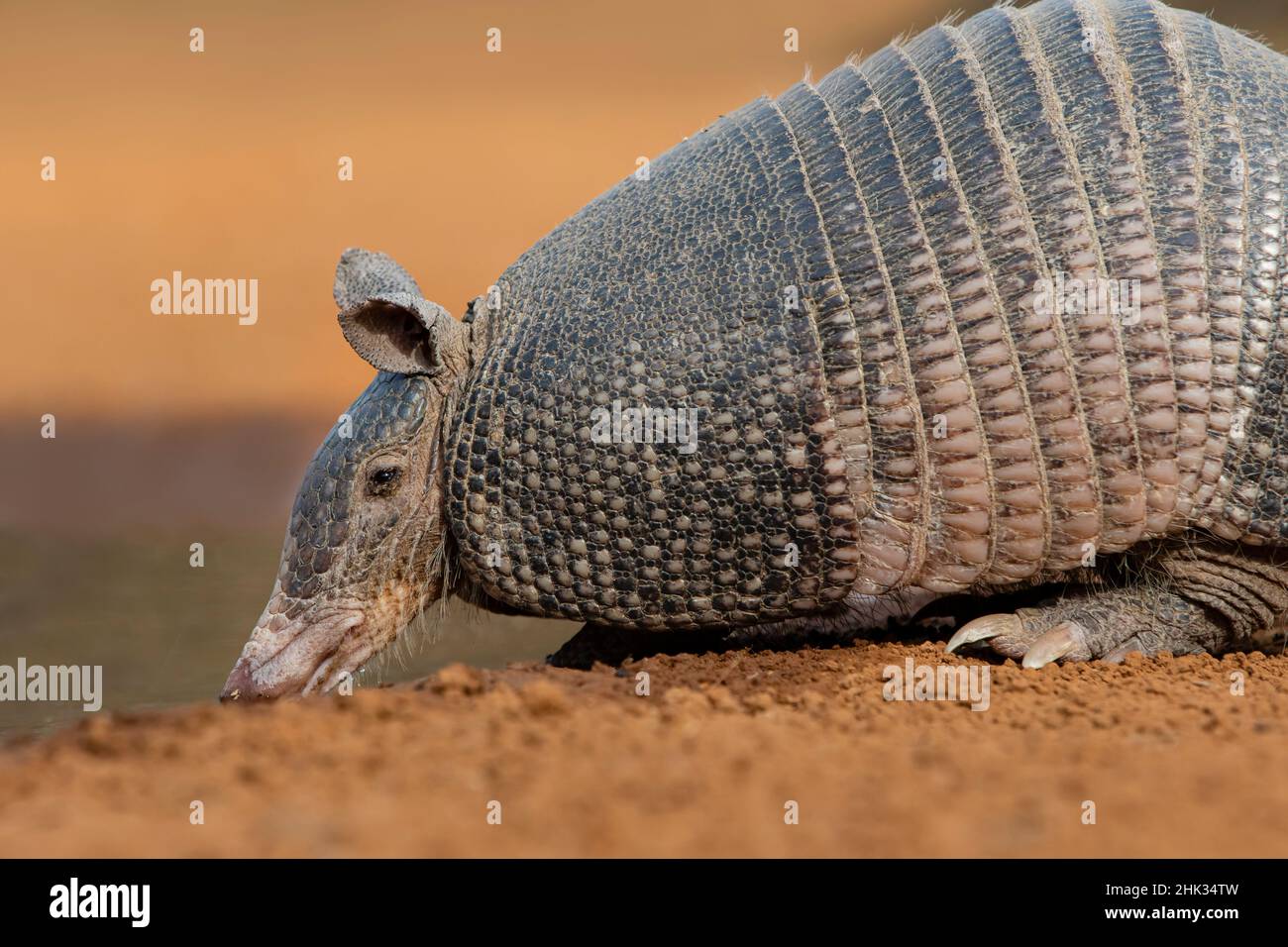 Nine-banded Armadillo (Dasypus novemcinctus) drinking Stock Photo - Alamy