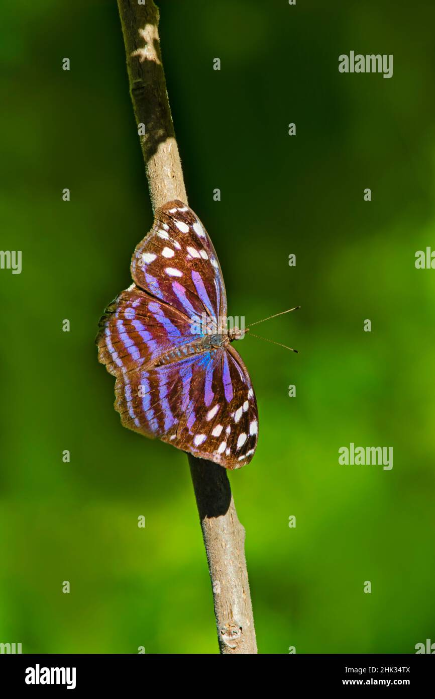Mexican Bluewing (Myscelia ethusa) sunning Stock Photo - Alamy