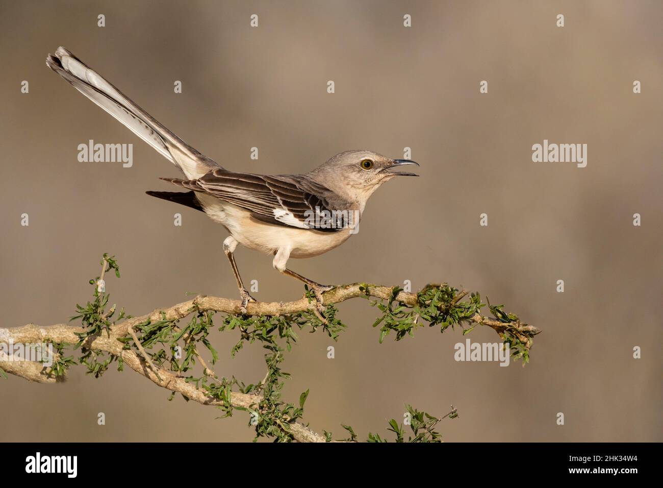 Northern Mockingbird (Mimus polyglottos) perched Stock Photo - Alamy