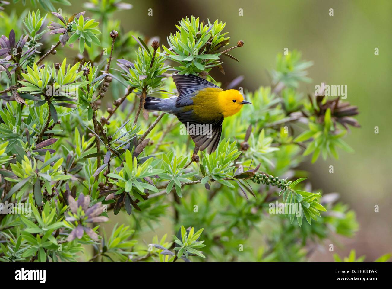 Prothonotary hi-res stock photography and images - Alamy
