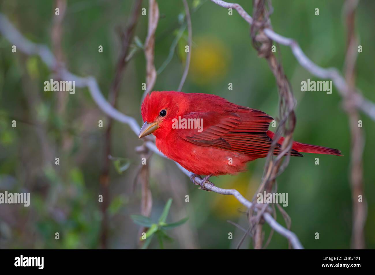 Summer Tanager (Piranga rubra) in spring migration Stock Photo - Alamy