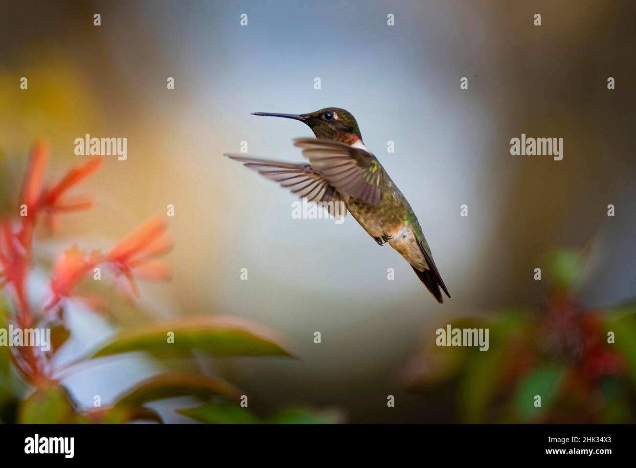 Ruby-throated Hummingbird (Archilochus colubris) flying Stock Photo - Alamy