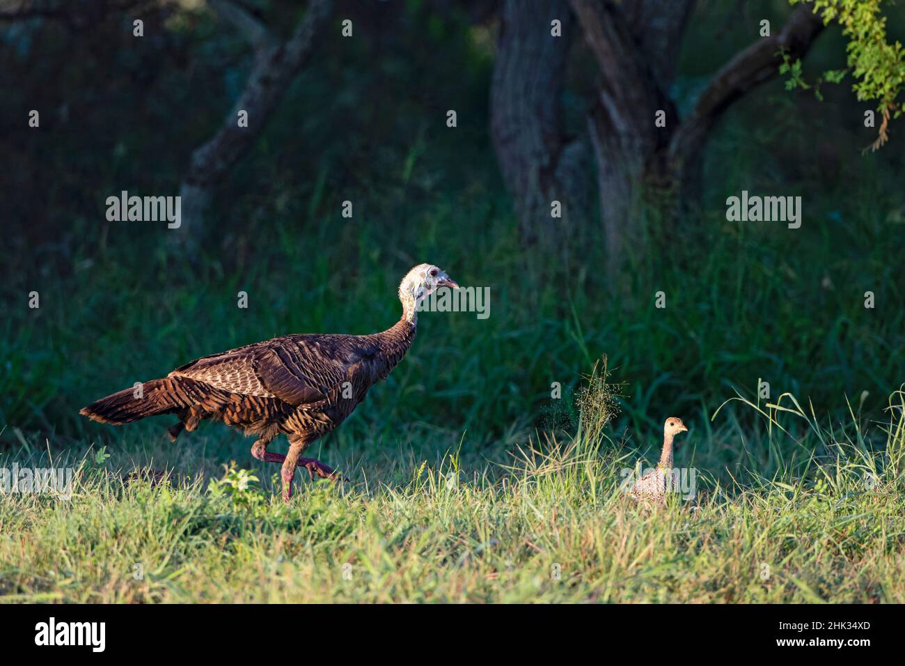 Wild turkey poult hi-res stock photography and images - Alamy