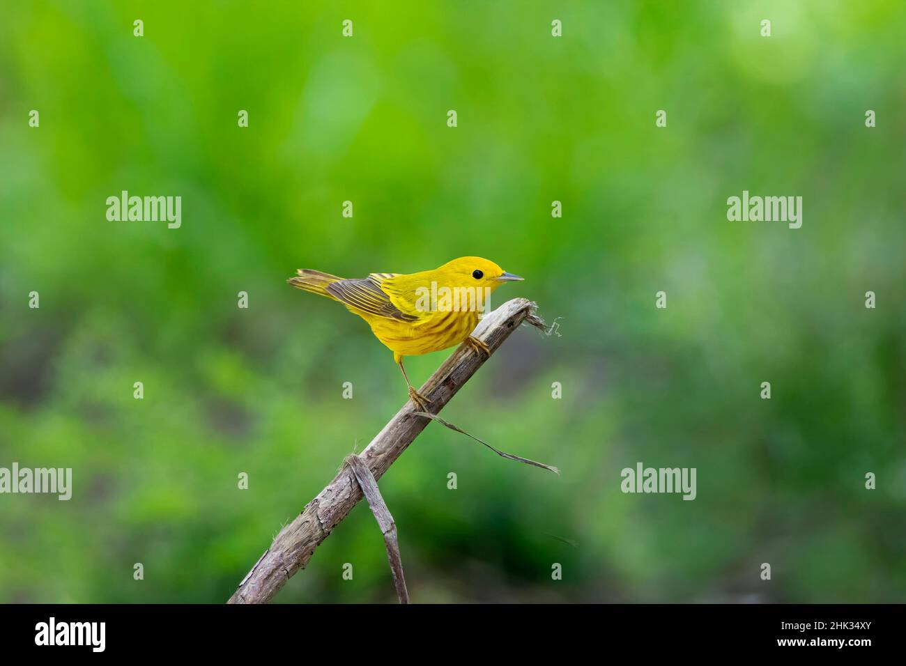 Yellow Warbler (Dendroica petechia) perched Stock Photo - Alamy
