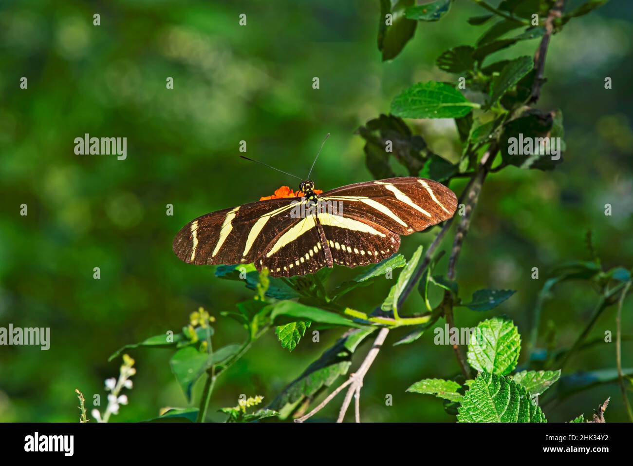 Zebra Heliconius (Heliconius charithonia) feeding Stock Photo - Alamy