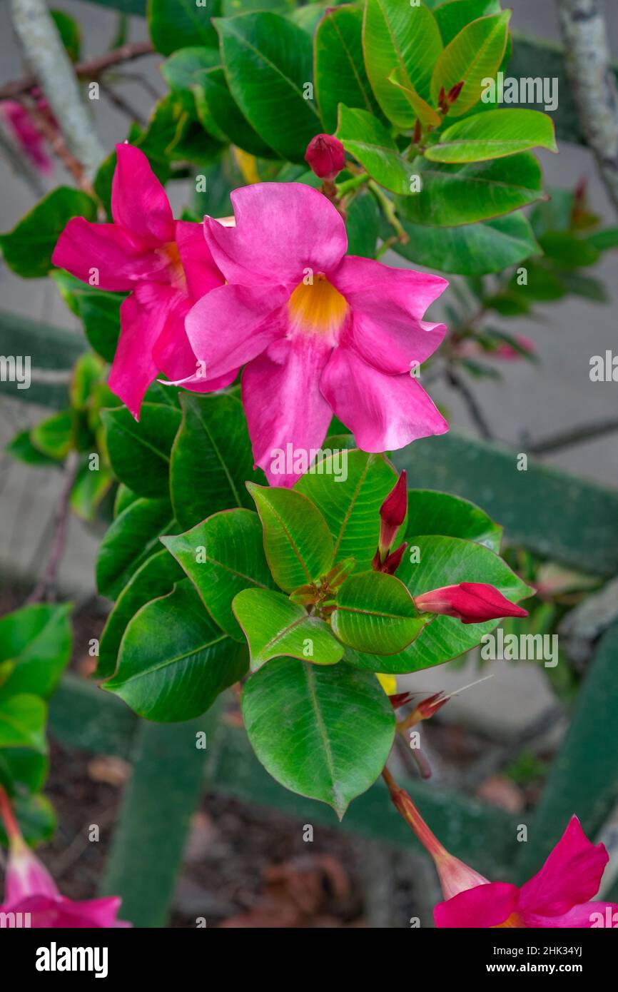 Pink Flowering Vines