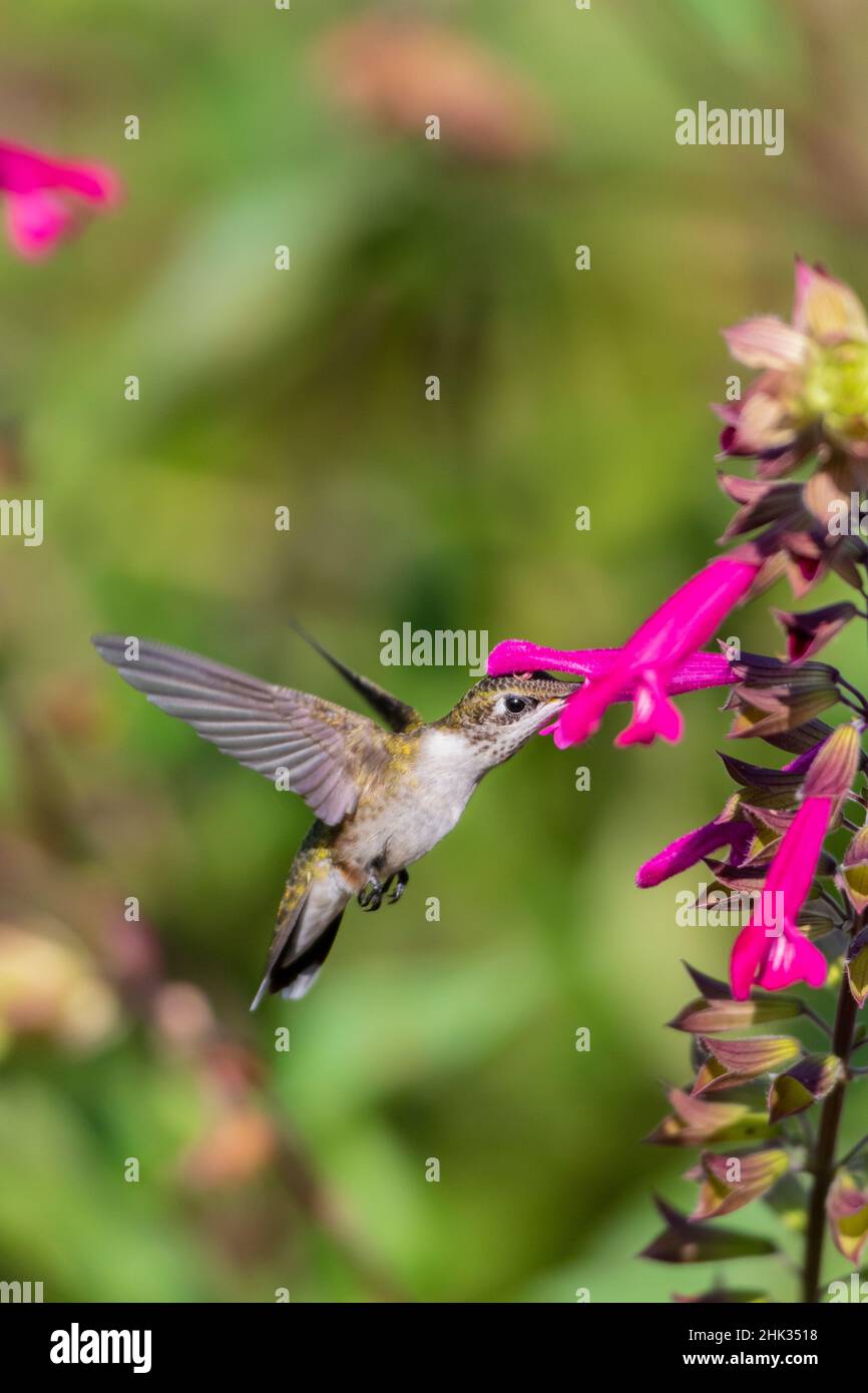 Ruby-throated Hummingbird (Archilochus colubris) at Salvia Fuchsia ...