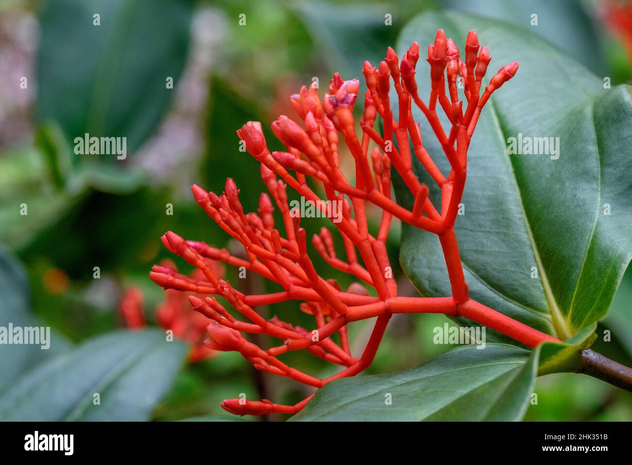 Orange medinilla hi-res stock photography and images - Alamy