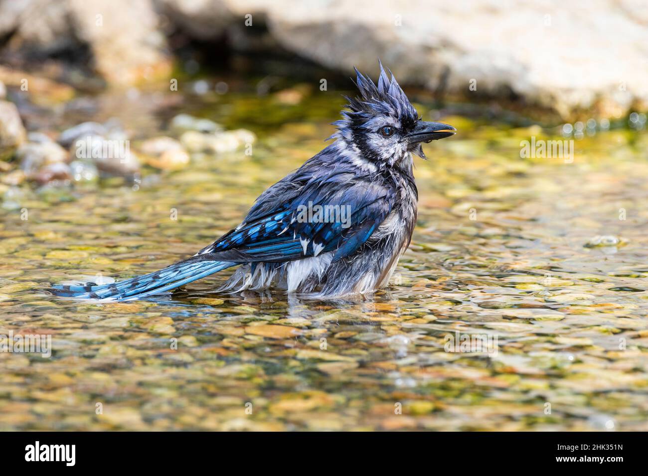 Blue Jay (Cyanocitta cristata) bathing Marion County, Illinois Stock ...