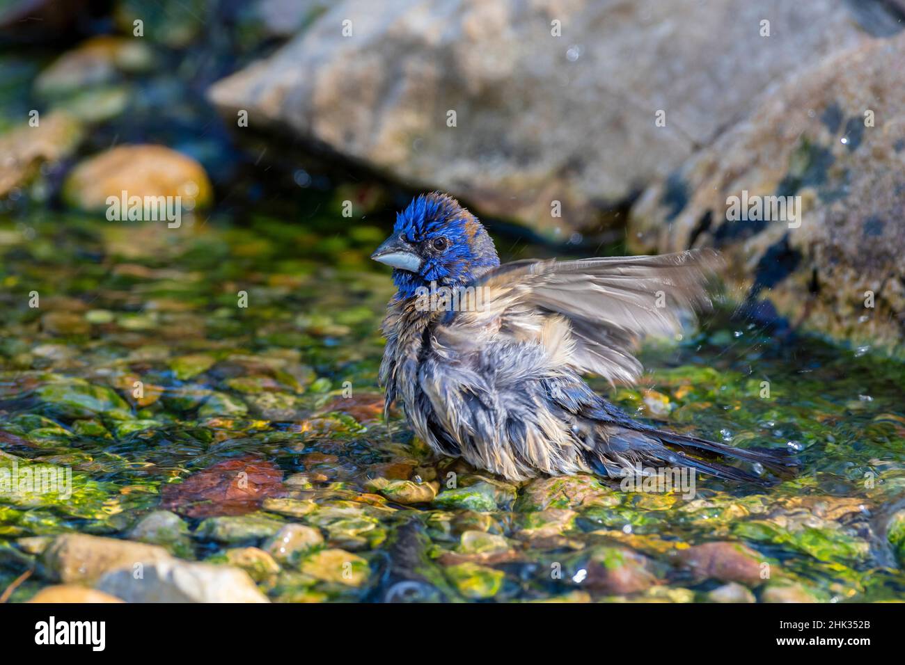 Blue Grosbeak (Passerina caerulea) male bathing Marion County, Illinois ...