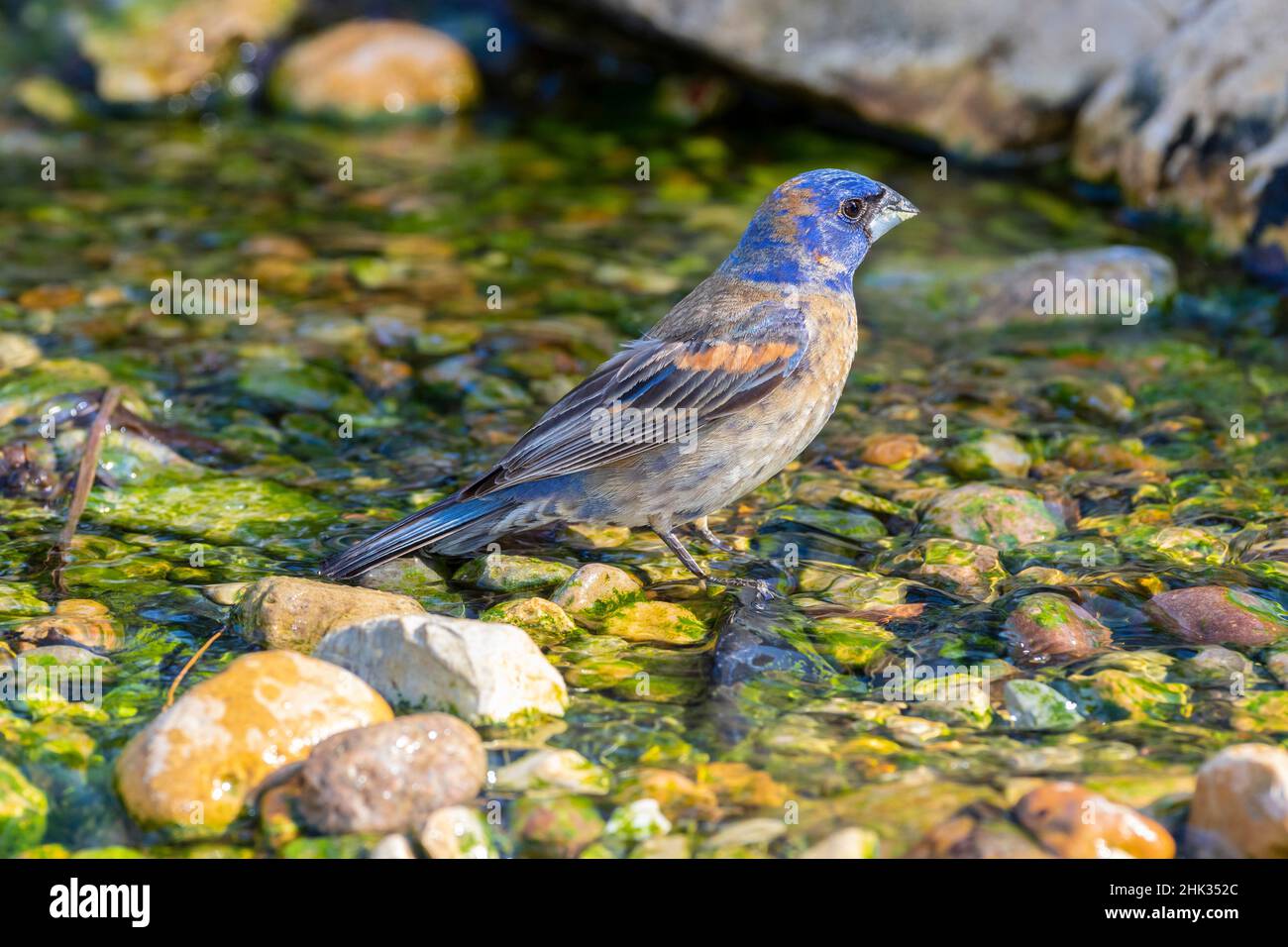 Blue Grosbeak (Passerina caerulea) male bathing Marion County, Illinois ...