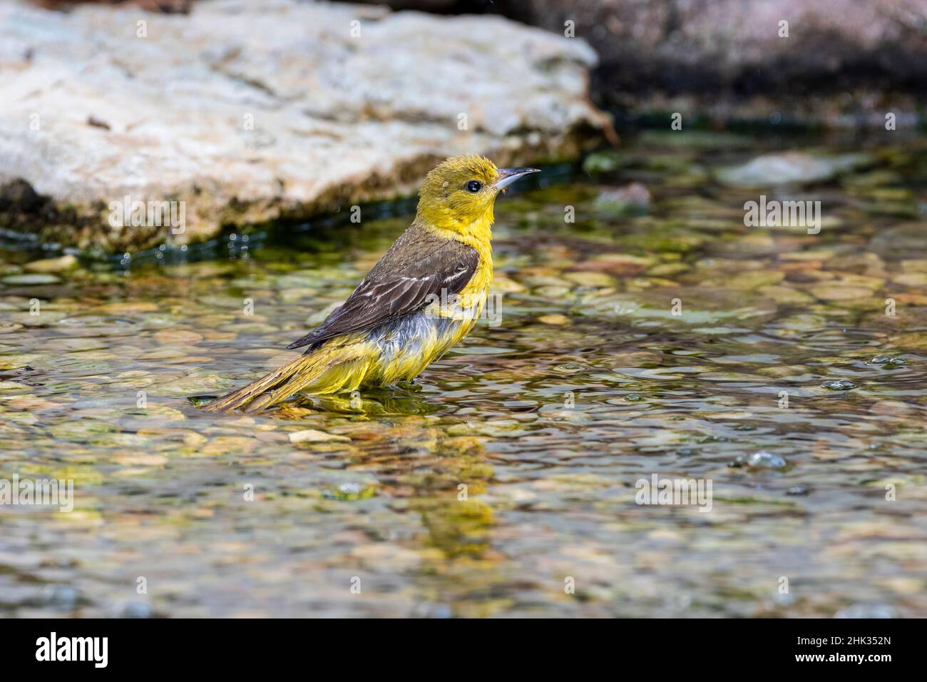 Orchard Oriole (Icterus spurius) female bathing Marion County, Illinois ...