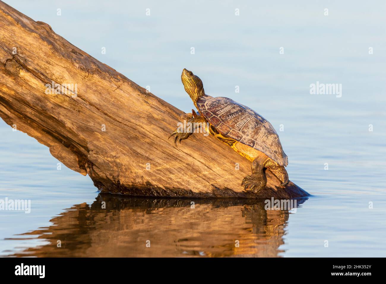 Red-eared Slider(Trachemys scripta elegans) on log in wetland Marion ...