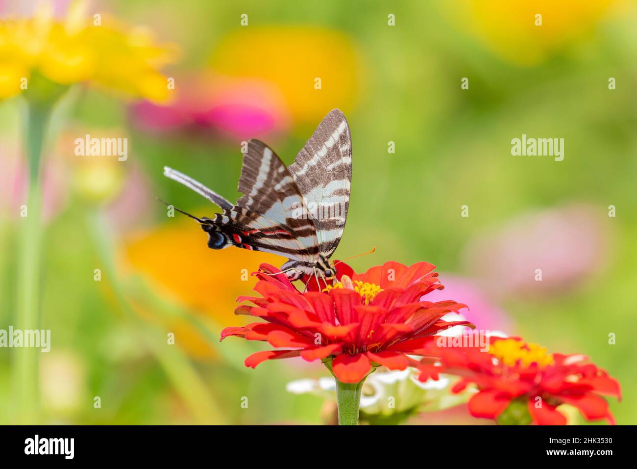 Zebra Swallowtail (Protographium marcellus) on Zinnia Union County ...