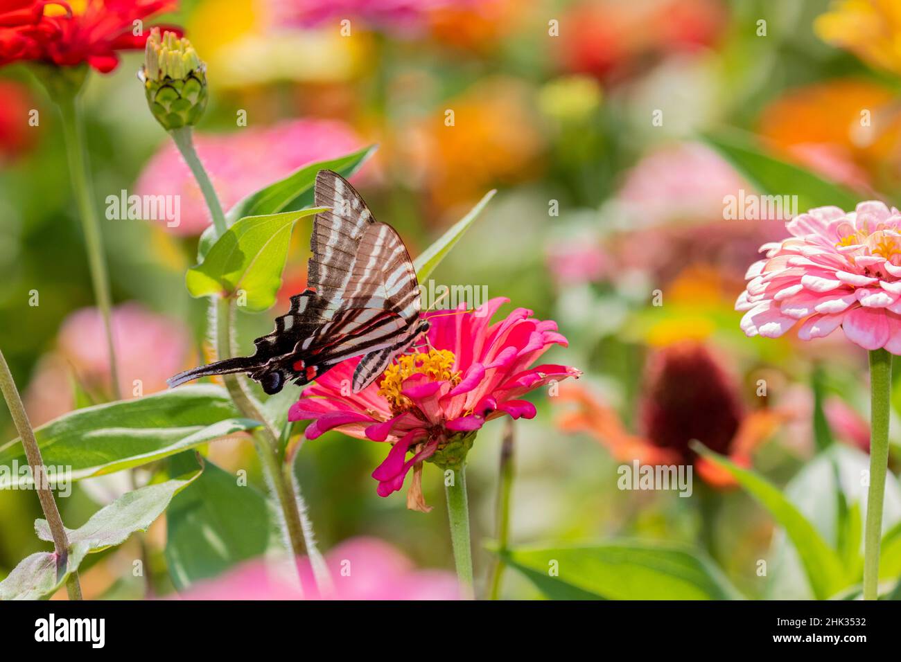 Zebra Swallowtail (Protographium marcellus) on Zinnia Union County ...