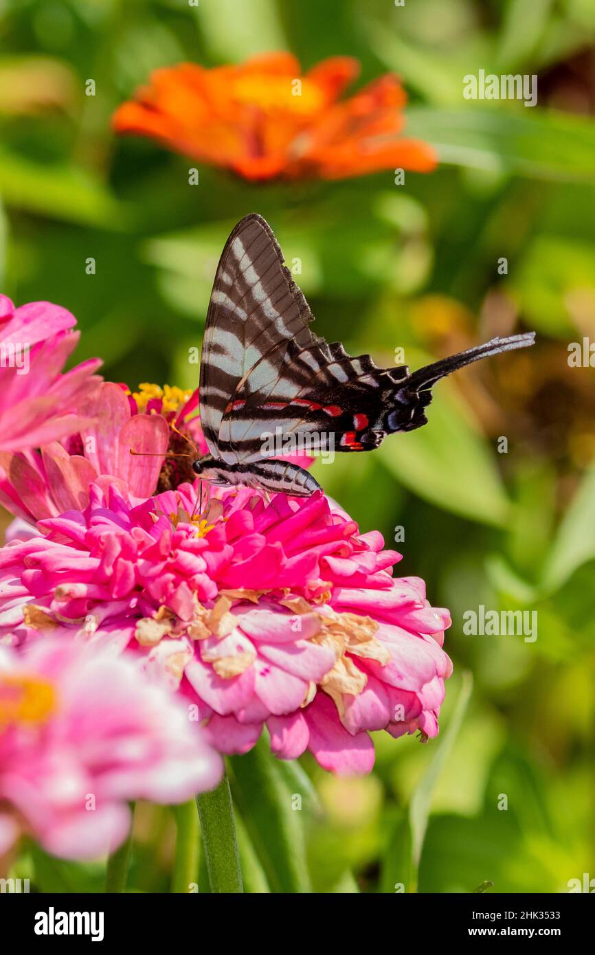 Zebra Swallowtail (Protographium marcellus) on Zinnia Union County ...