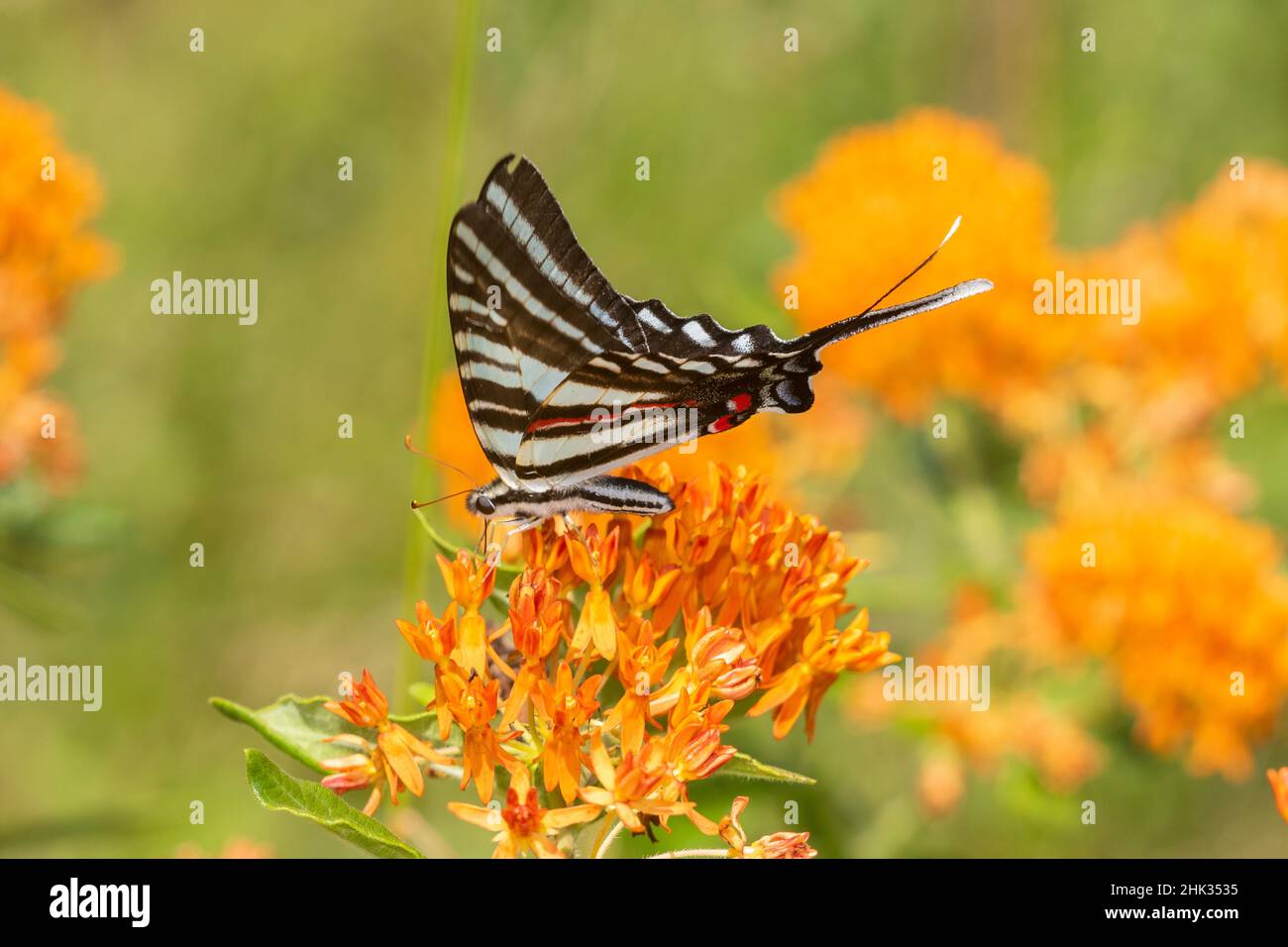 Zebra Swallowtail (Protographium marcellus) on Butterfly Milkweed ...