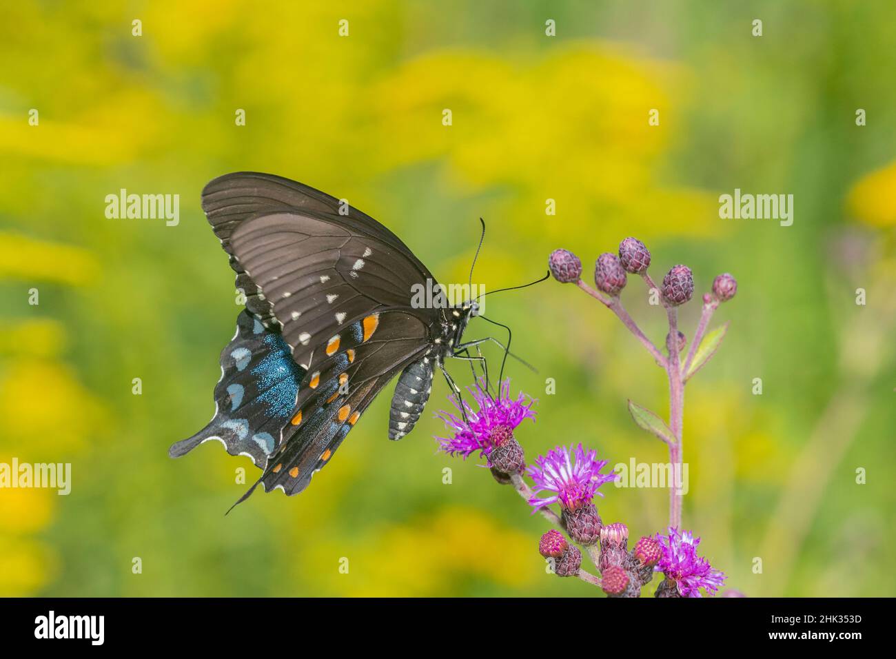 Spicebush Swallowtail (Papilio troilus) on Missouri Ironweed (Vernonia ...