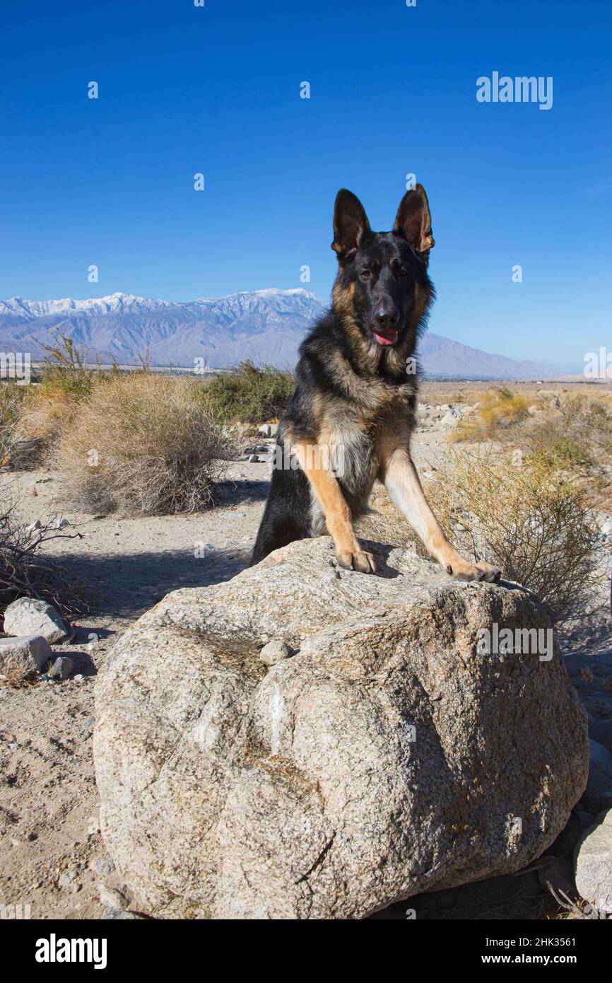 German Shepherd in the Coachella Valley, California Stock Photo - Alamy
