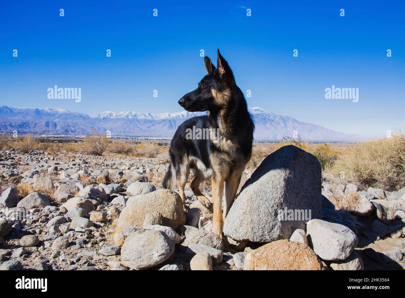 German Shepherd in the Coachella Valley, California Stock Photo - Alamy