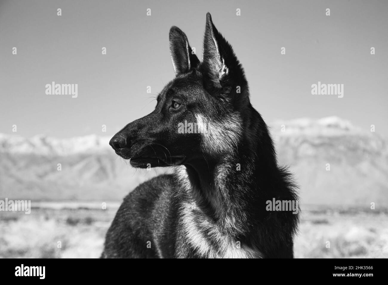 German Shepherd in the Coachella Valley, California Stock Photo - Alamy