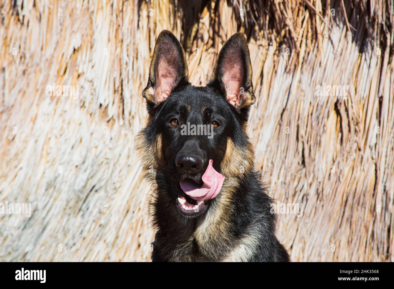 German Shepherd in the Coachella Valley, California Stock Photo - Alamy