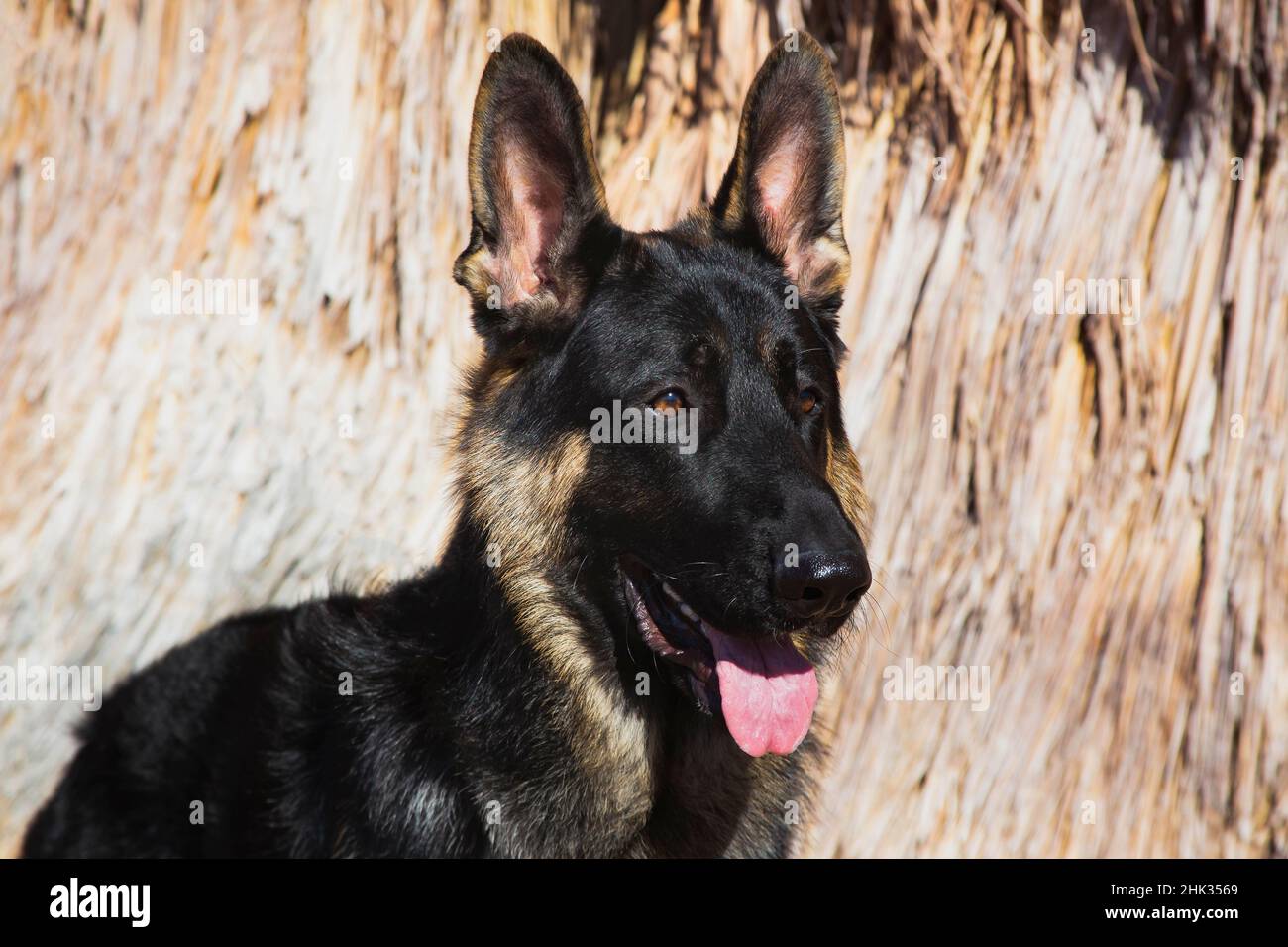 German Shepherd in the Coachella Valley, California Stock Photo - Alamy